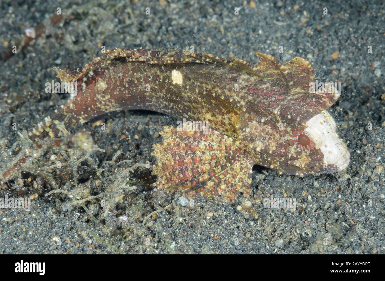 Longspine waspfish, Paracentropogon longispinus, Lembeh Strait, North ...