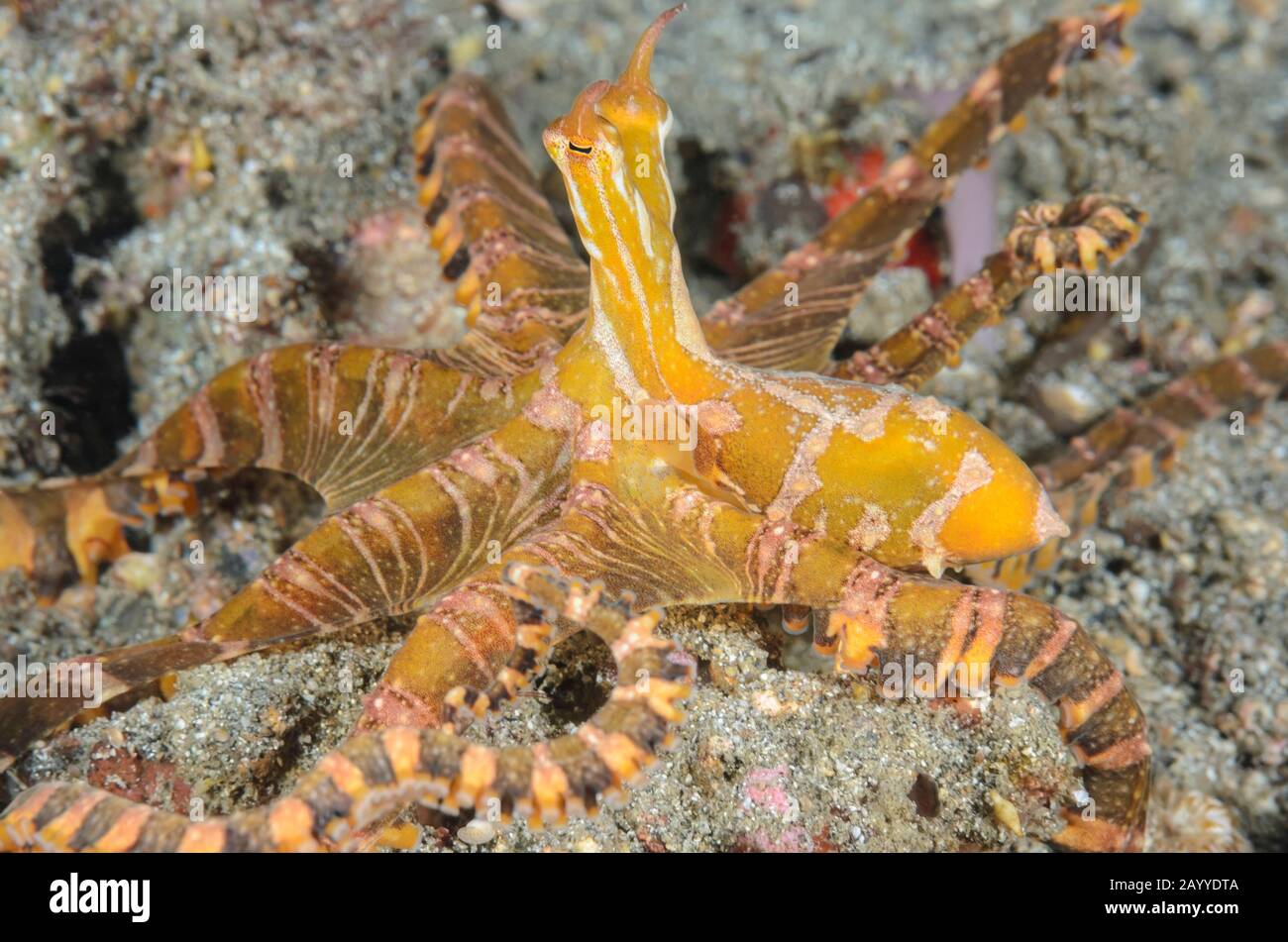 Wunderpus octopus, Wunderpus photogenicus, Lembeh Strait, North ...