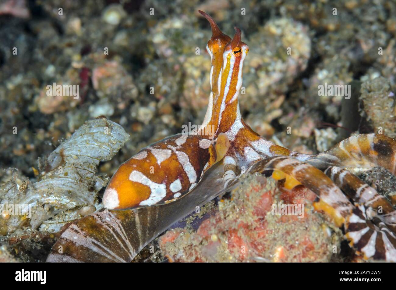Wunderpus octopus, Wunderpus photogenicus, Lembeh Strait, North ...