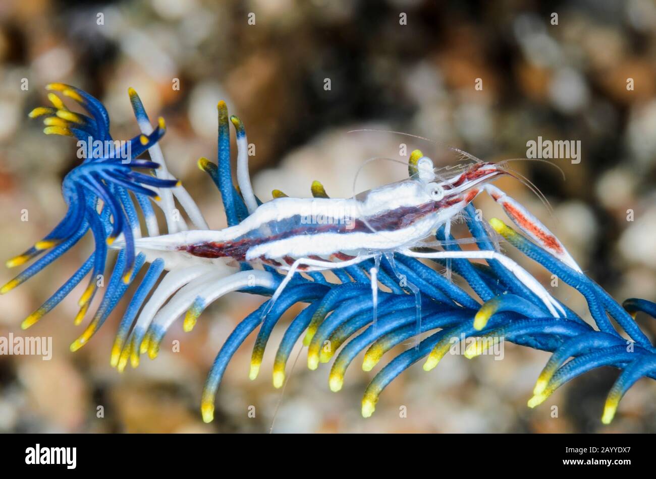 Commensal crinoid shrimp, Periclimenes affinis, Lembeh Strait, North ...