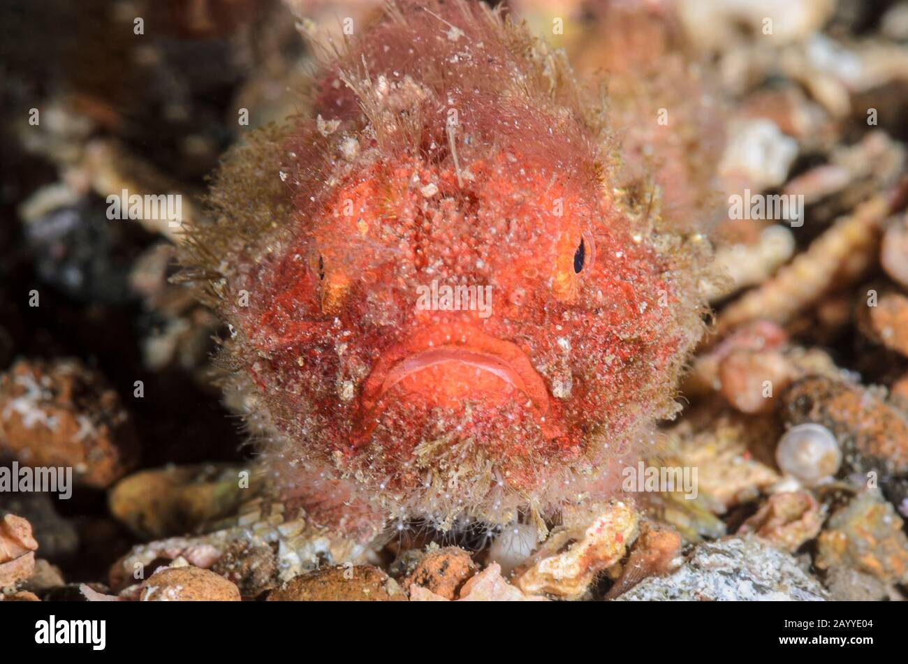 Pacific monkeyfish, Erosa erosa, Lembeh Strait, North Sulawesi ...