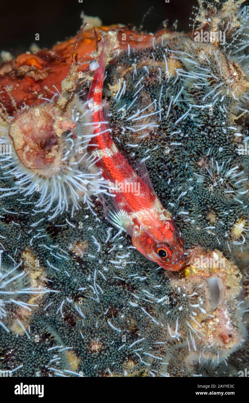 Striped triplefin, Helcogramma striata, Lembeh Strait, North Sulawesi ...