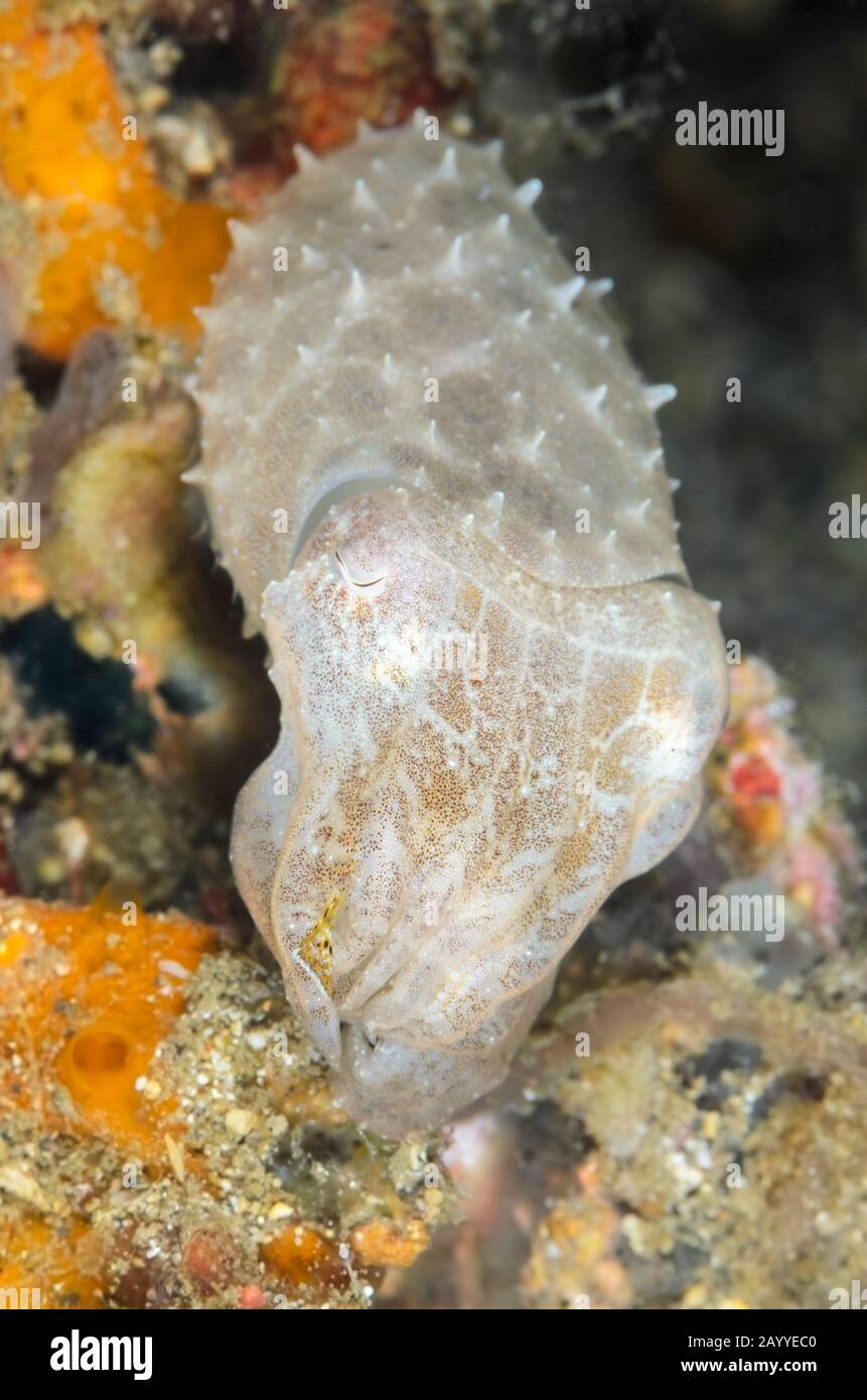 Eating cuttlefish hi-res stock photography and images - Alamy
