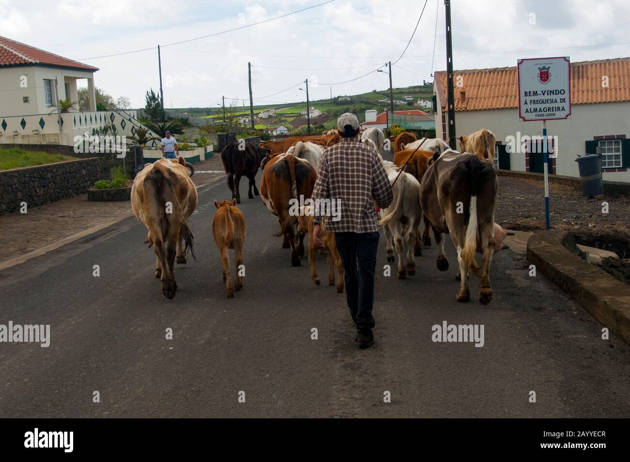 A cow herd is being herded on a round in the countryside of Santa Maria ...