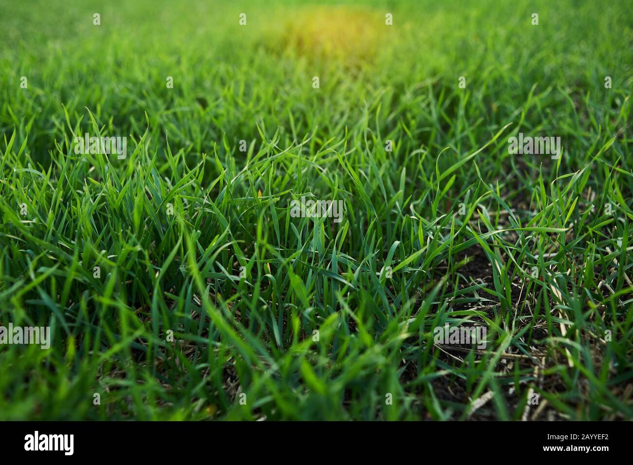 Sprouts spring green grass background hi-res stock photography and ...