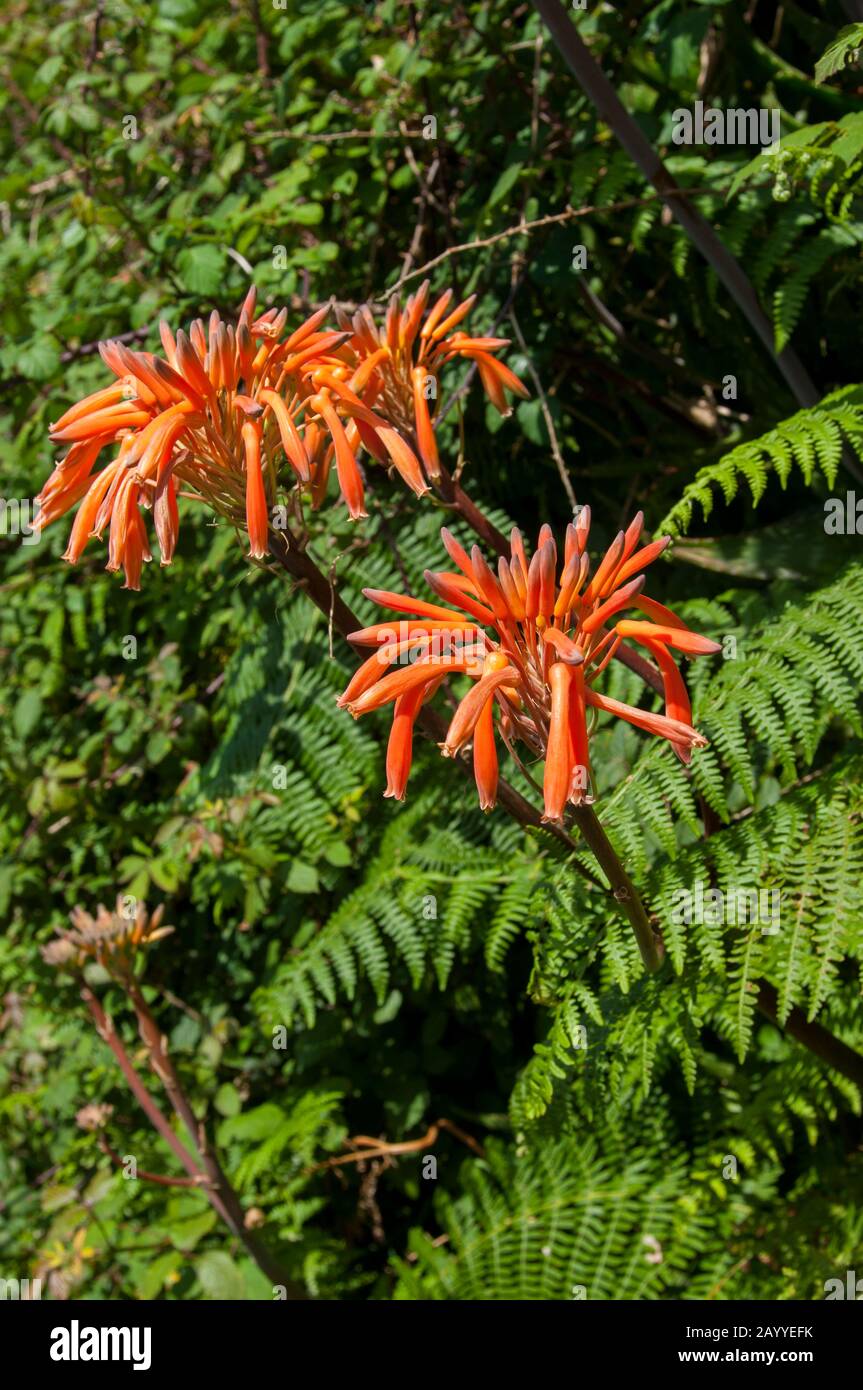 Maria aloe hi-res stock photography and images - Alamy