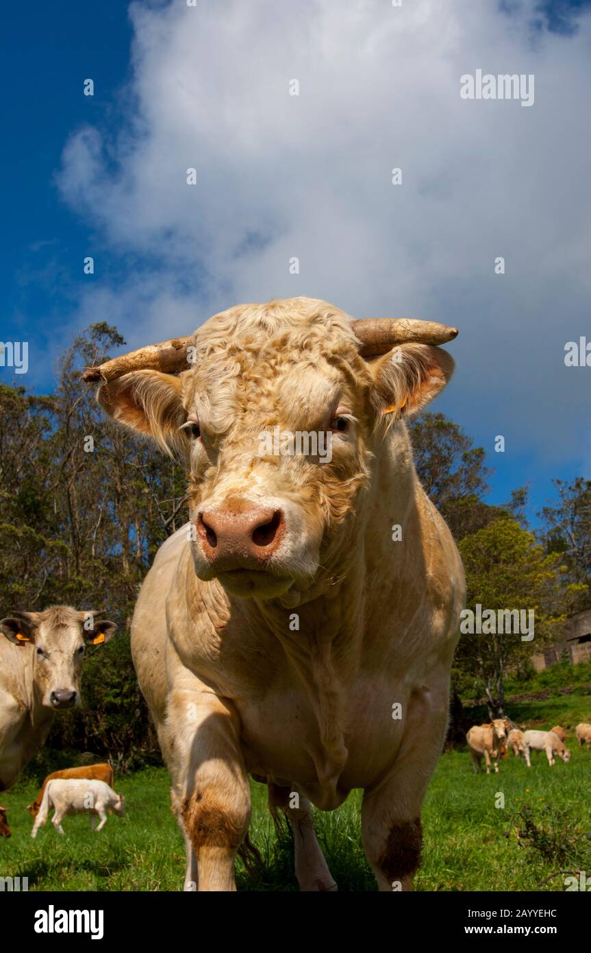 Close-up of a bull on a pasture on Santa Maria Island in the Azores ...