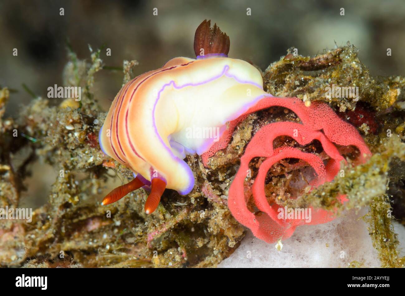 sea slug or nudibranch, Hypselodoris emma laying eggs, Lembeh Strait ...