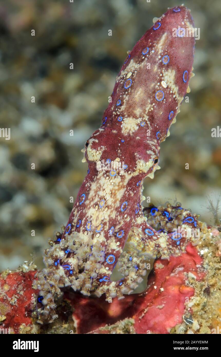Blue ringed octopus, Hapalochlaena sp., Lembeh Strait, North Sulawesi ...