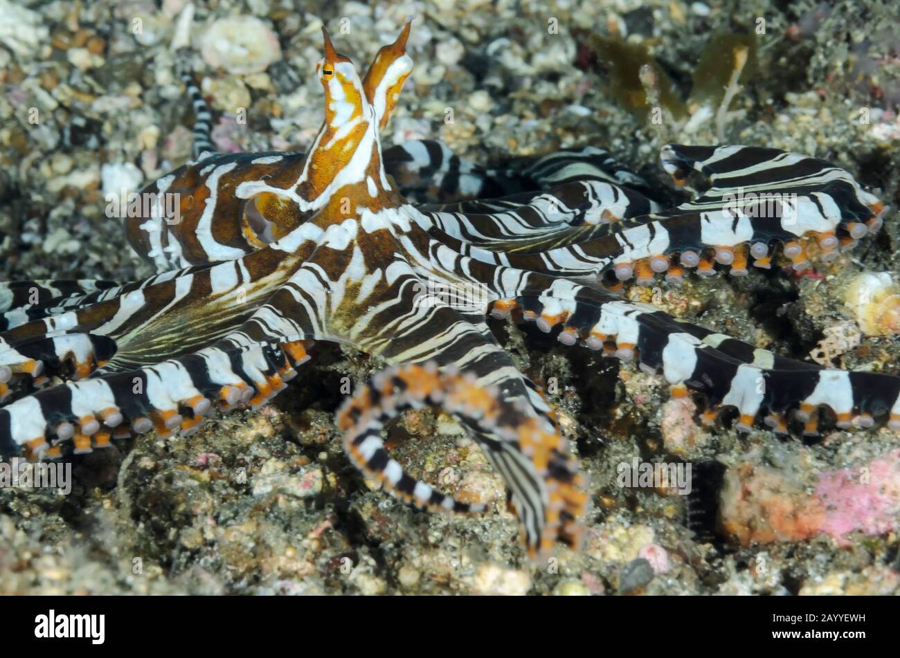 Wunderpus octopus, Wunderpus photogenicus, Lembeh Strait, North ...