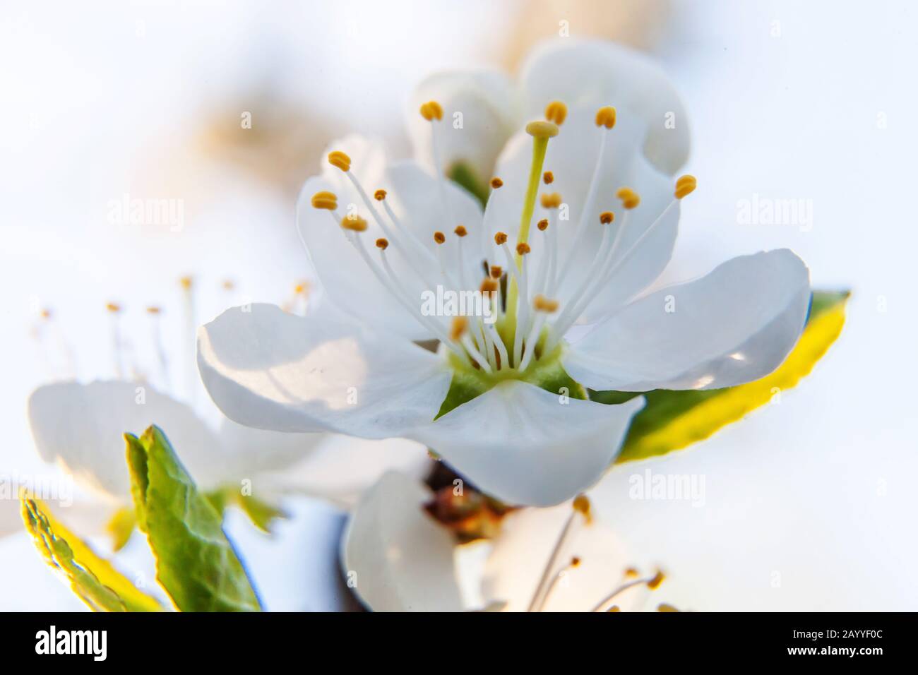 Beautiful white cherry blossom sakura flowers macro close up in spring ...
