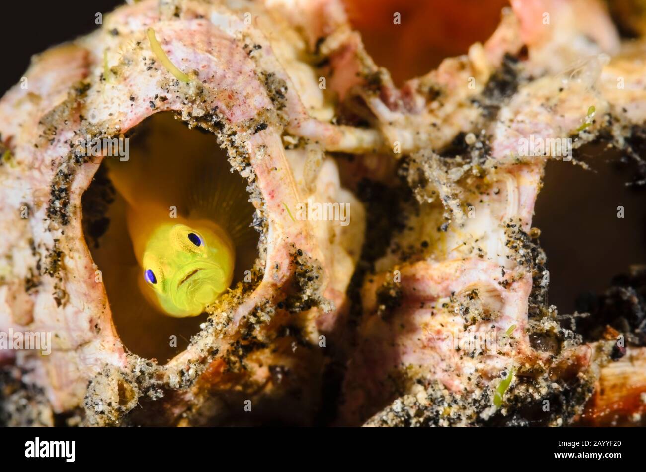 Lemon goby hi-res stock photography and images - Alamy