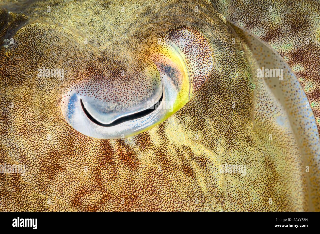 Mollusc Eye High Resolution Stock Photography and Images - Alamy