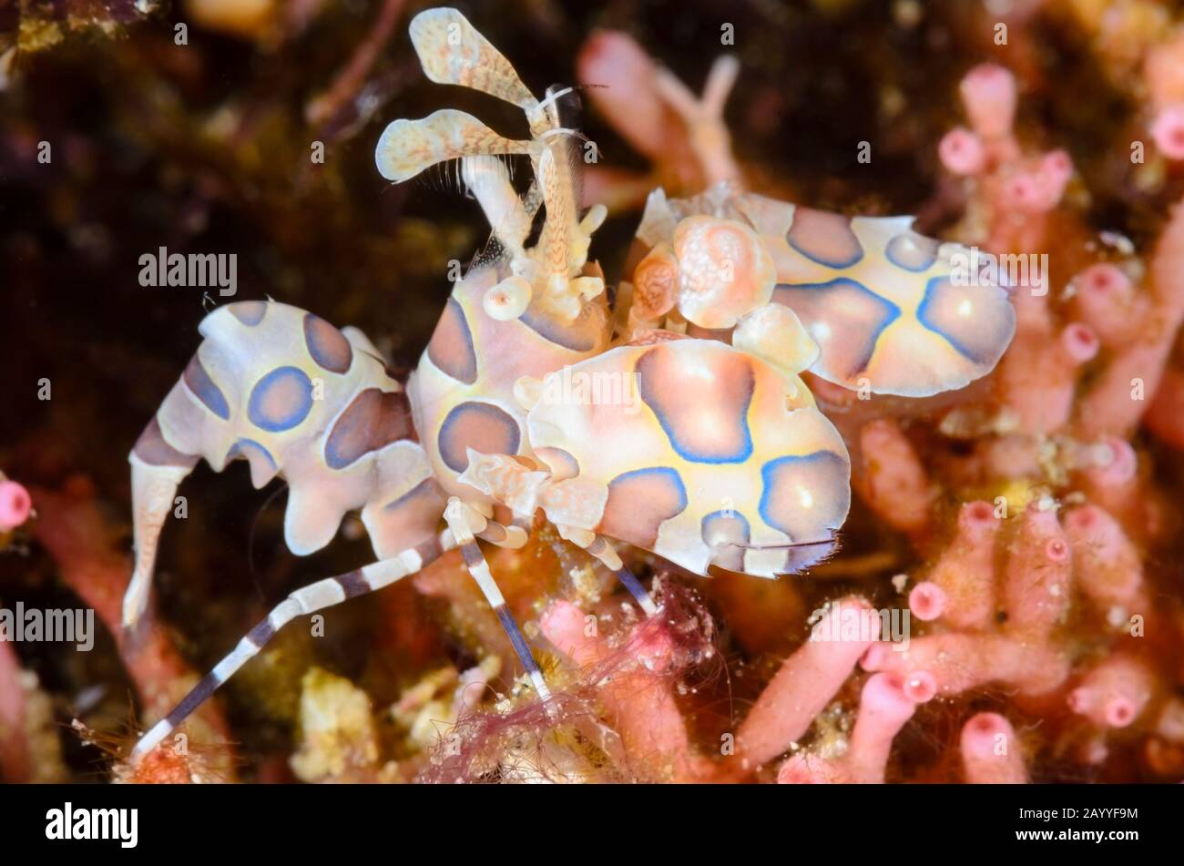 Harlequin shrimp, Hymenocera picta, Lembeh Strait, North Sulawesi ...