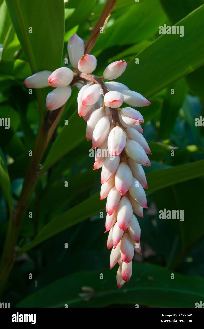 The flower of Alpinia zerumbet, commonly known as shell ginger, is a ...