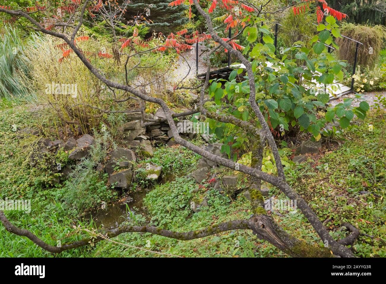 Sumac tree hi-res stock photography and images - Alamy