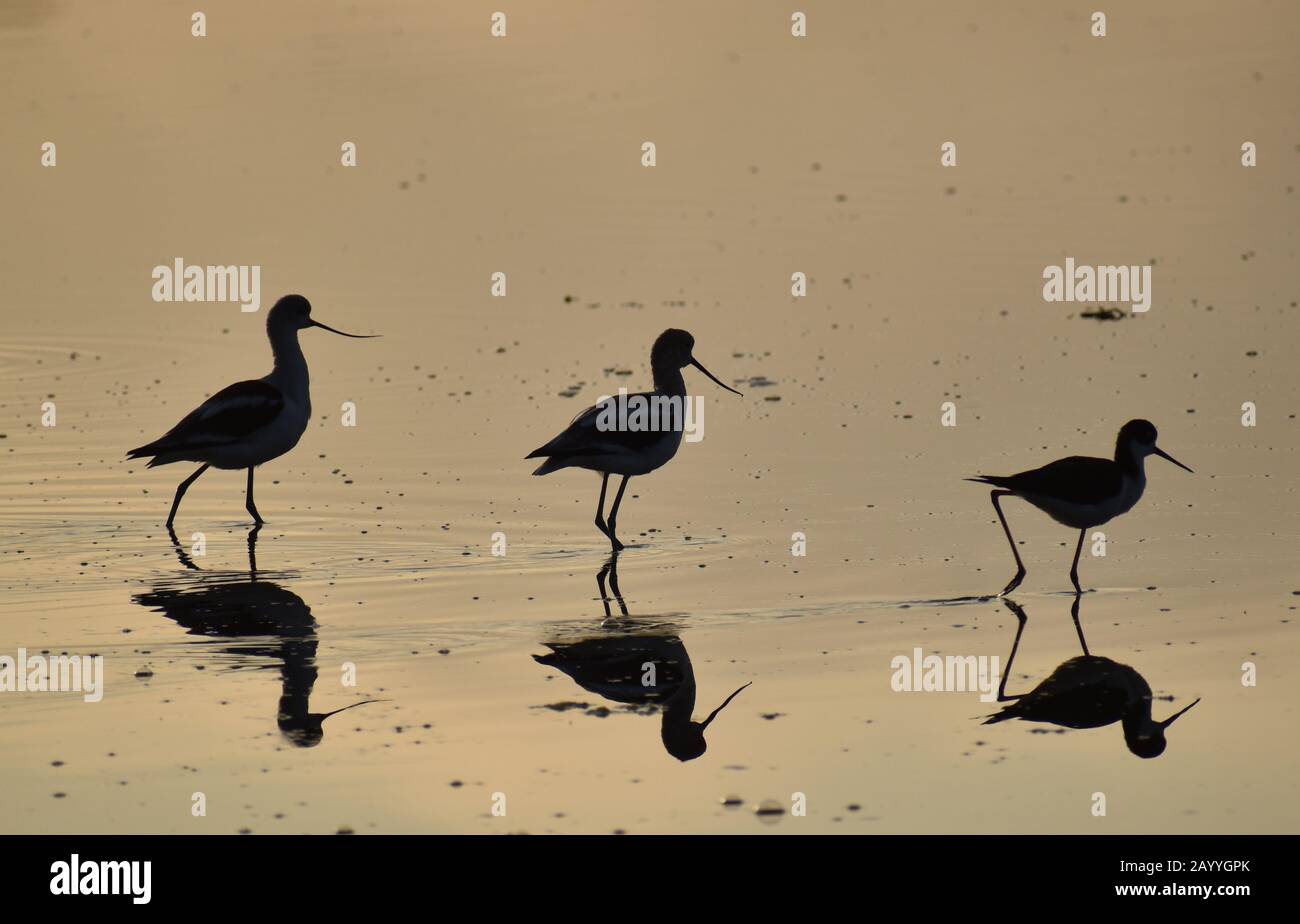 Sandpiper silhouette hi-res stock photography and images - Alamy