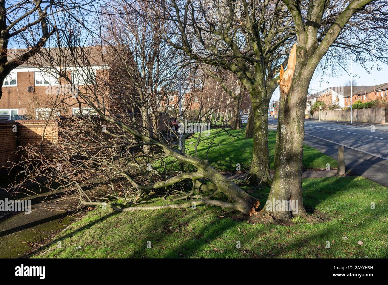 Tree branch snapped off hi-res stock photography and images - Alamy