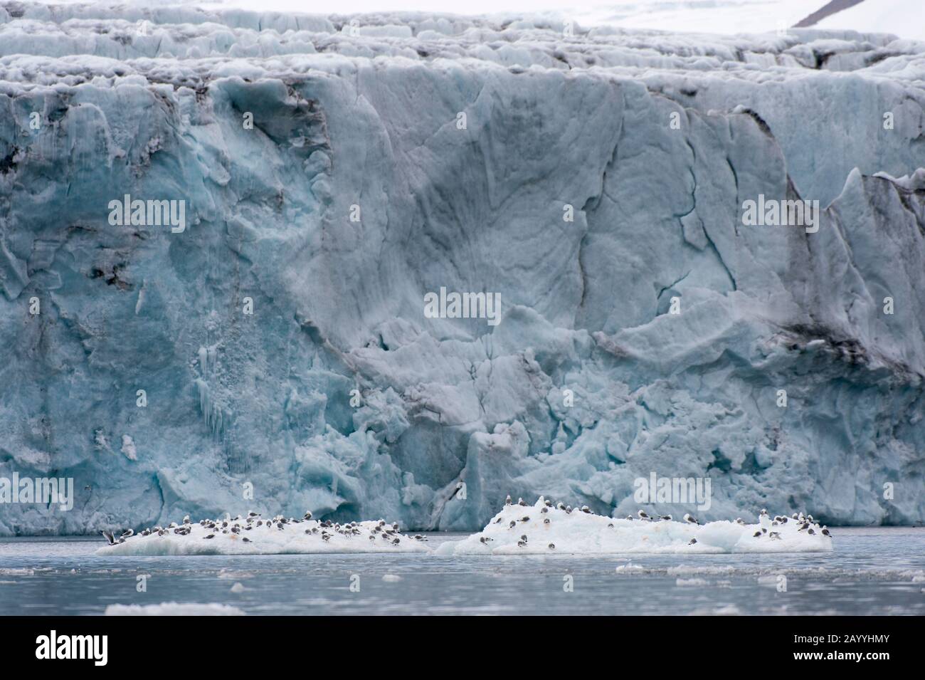 Black-legged Kittiwakes (Rissa tridactyla) sitting on ice in front of ...