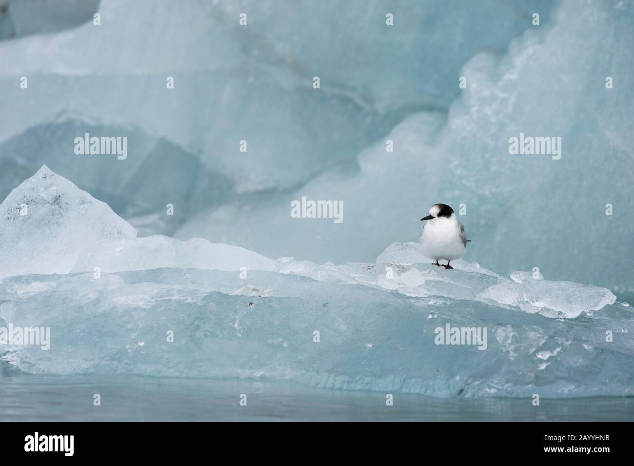 A juvenile Arctic tern (Sterna paradisaea) sitting on ice at the ...
