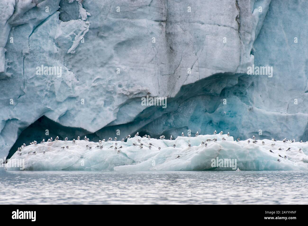 Black-legged Kittiwakes (Rissa tridactyla) sitting on ice in front of ...