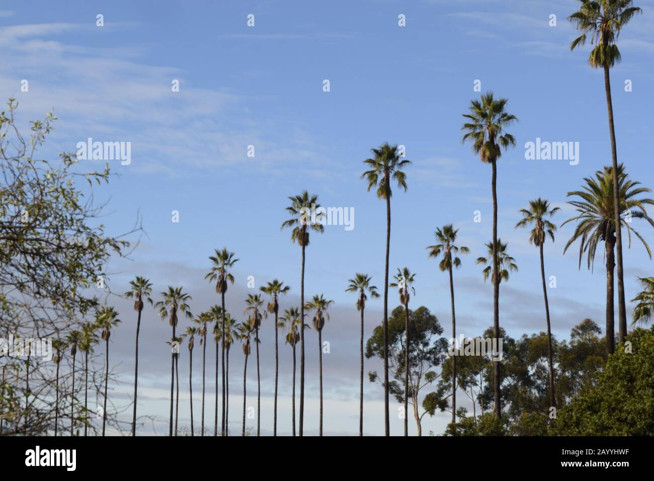 Multiple Palm Trees High Resolution Stock Photography and Images - Alamy