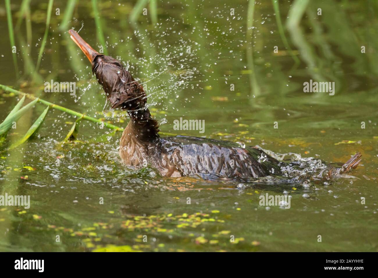 Species goosander hi-res stock photography and images - Alamy