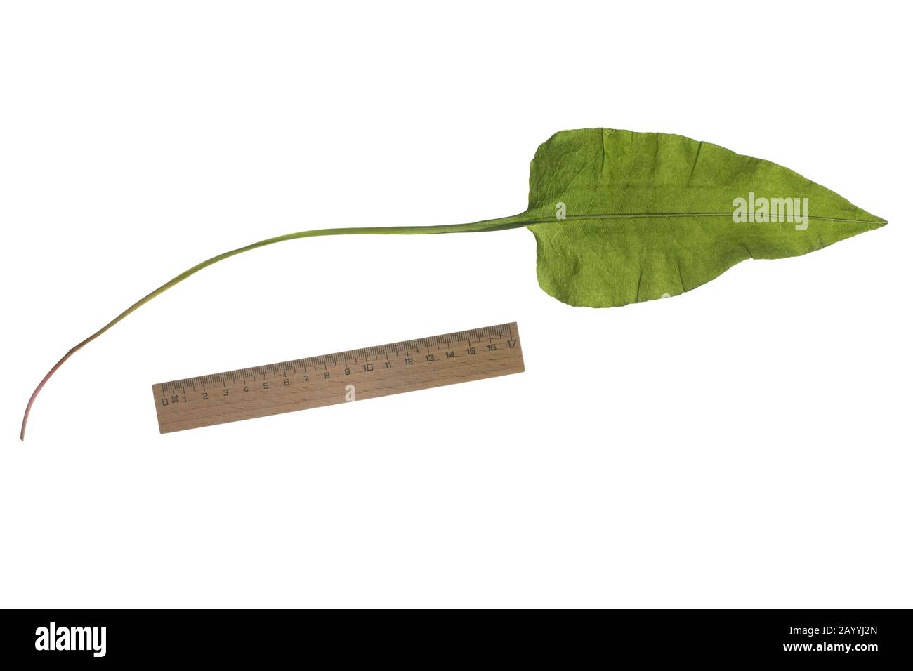 Common bistort, Meadow bistort (Polygonum bistorta, Bistorta ...