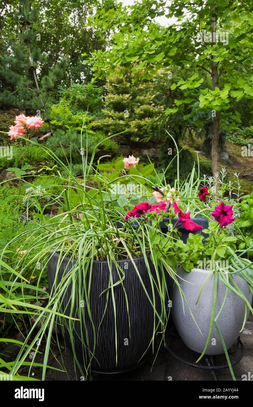 Planters with Allium fistulosum - Green Onions, Allium sativum - Garlic ...
