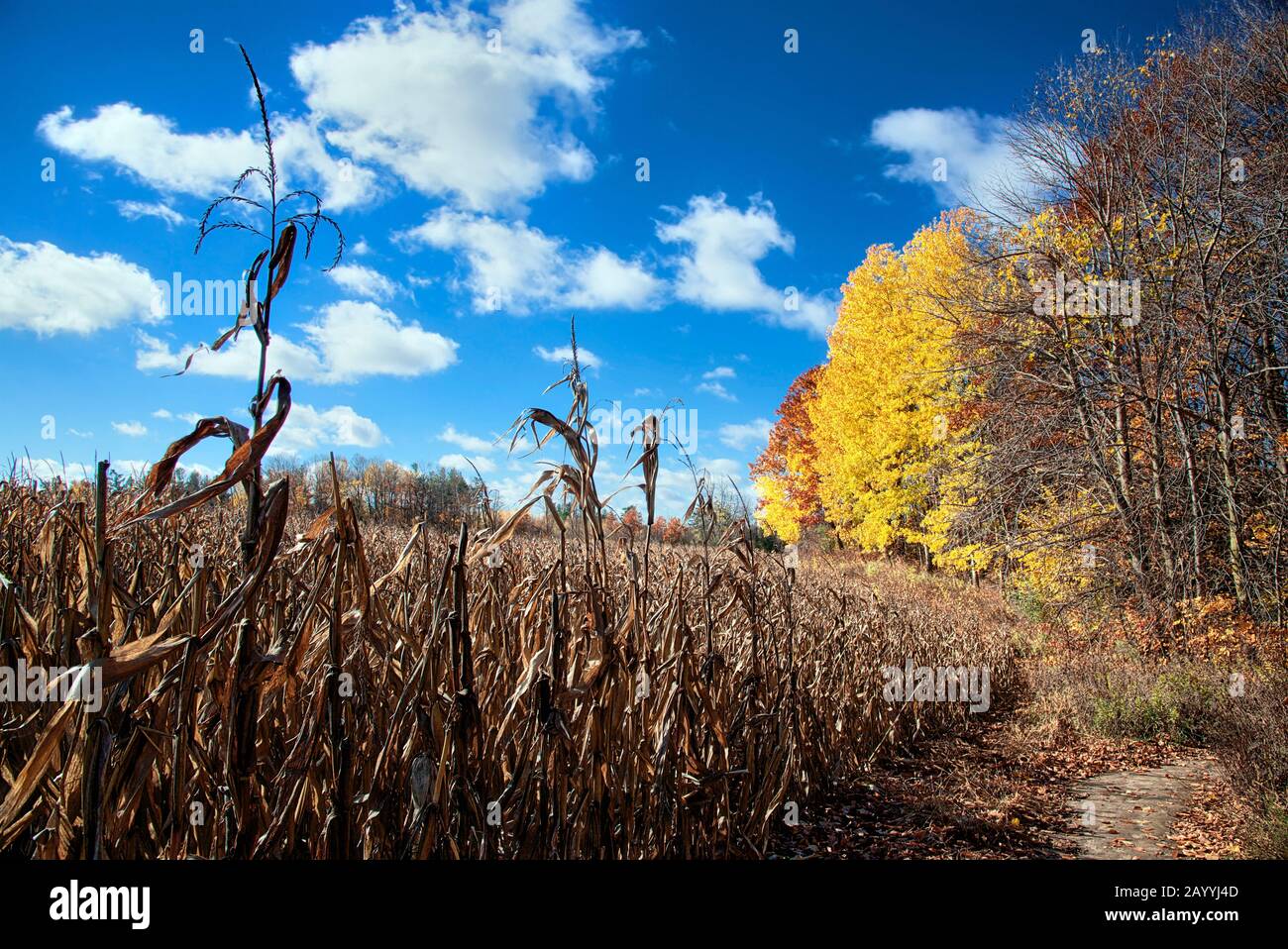 Fall background corn field hi-res stock photography and images - Alamy