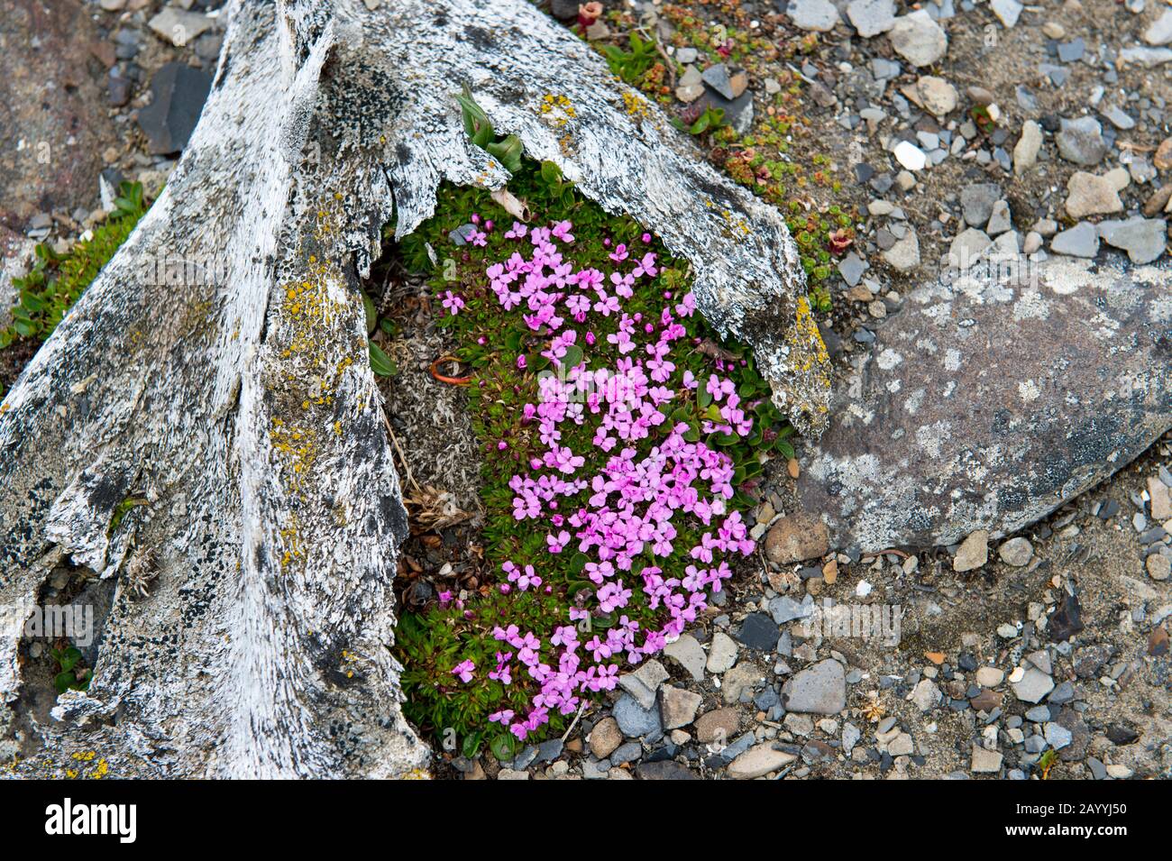 Purple saxifrage flowering and a walrus bone on the tundra at Kapp Lee ...