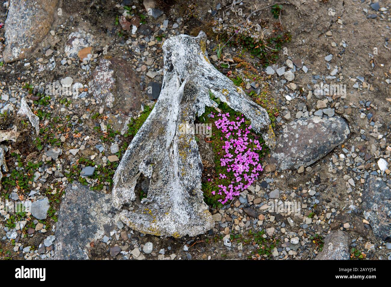 Purple saxifrage flowering and a walrus bone on the tundra at Kapp Lee ...