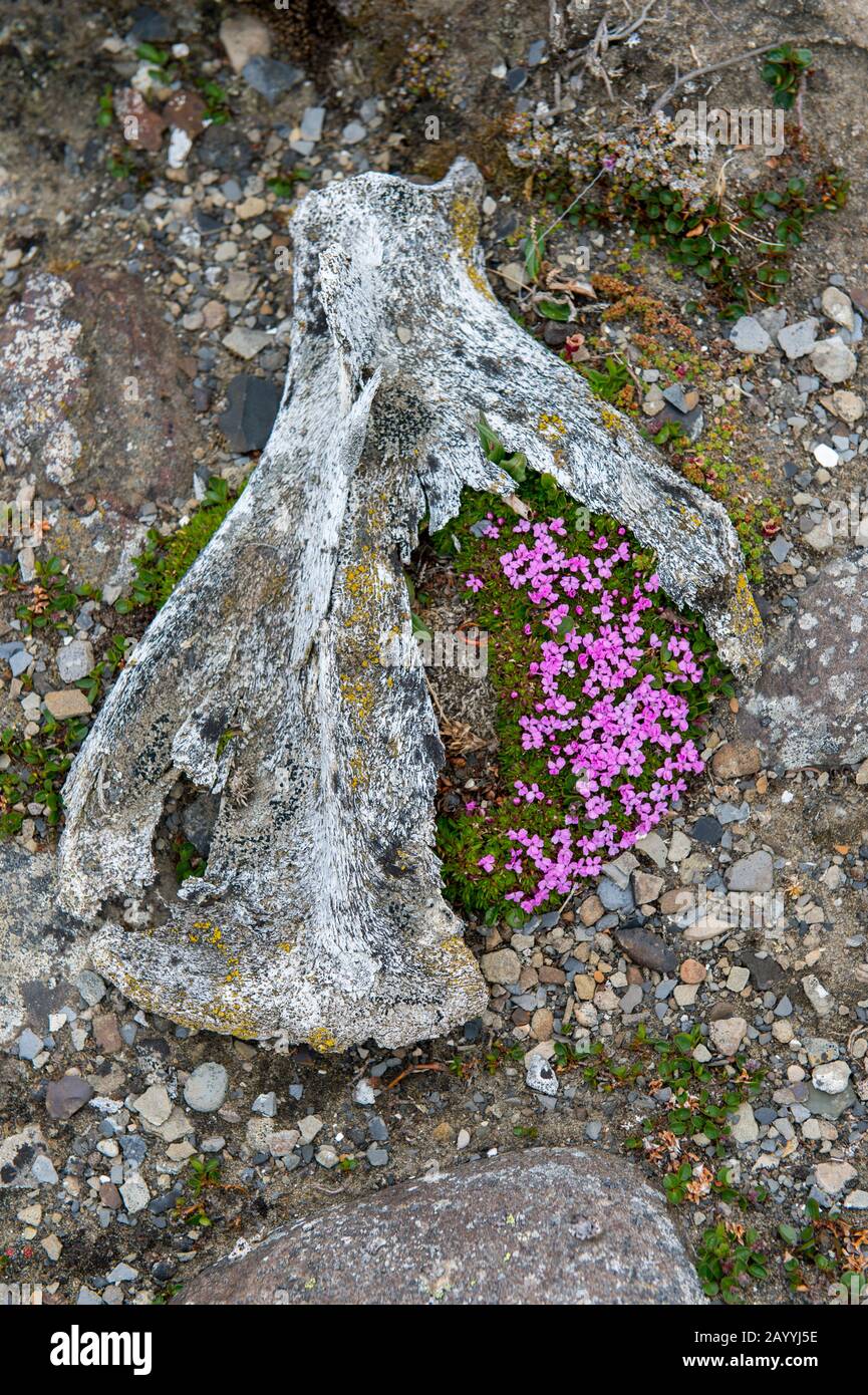 Purple saxifrage flowering and a walrus bone on the tundra at Kapp Lee ...