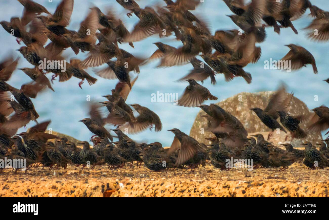 common starling (Sturnus vulgaris), flying flock on a breakwater ...