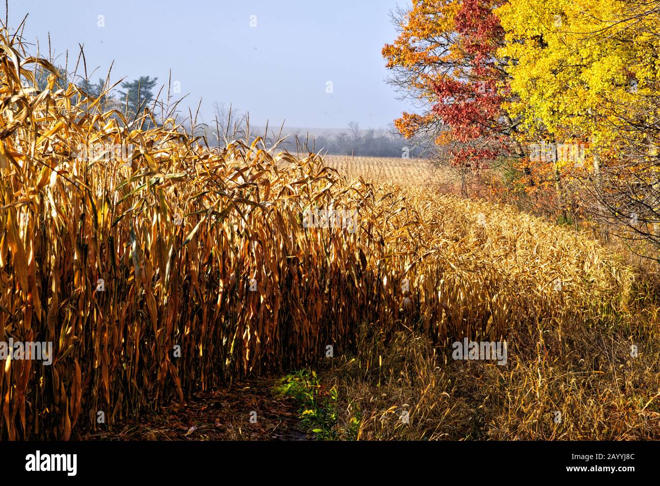 corn field in fall Stock Photo - Alamy