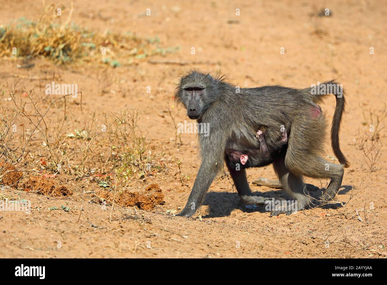 Female monkeys hi-res stock photography and images - Alamy