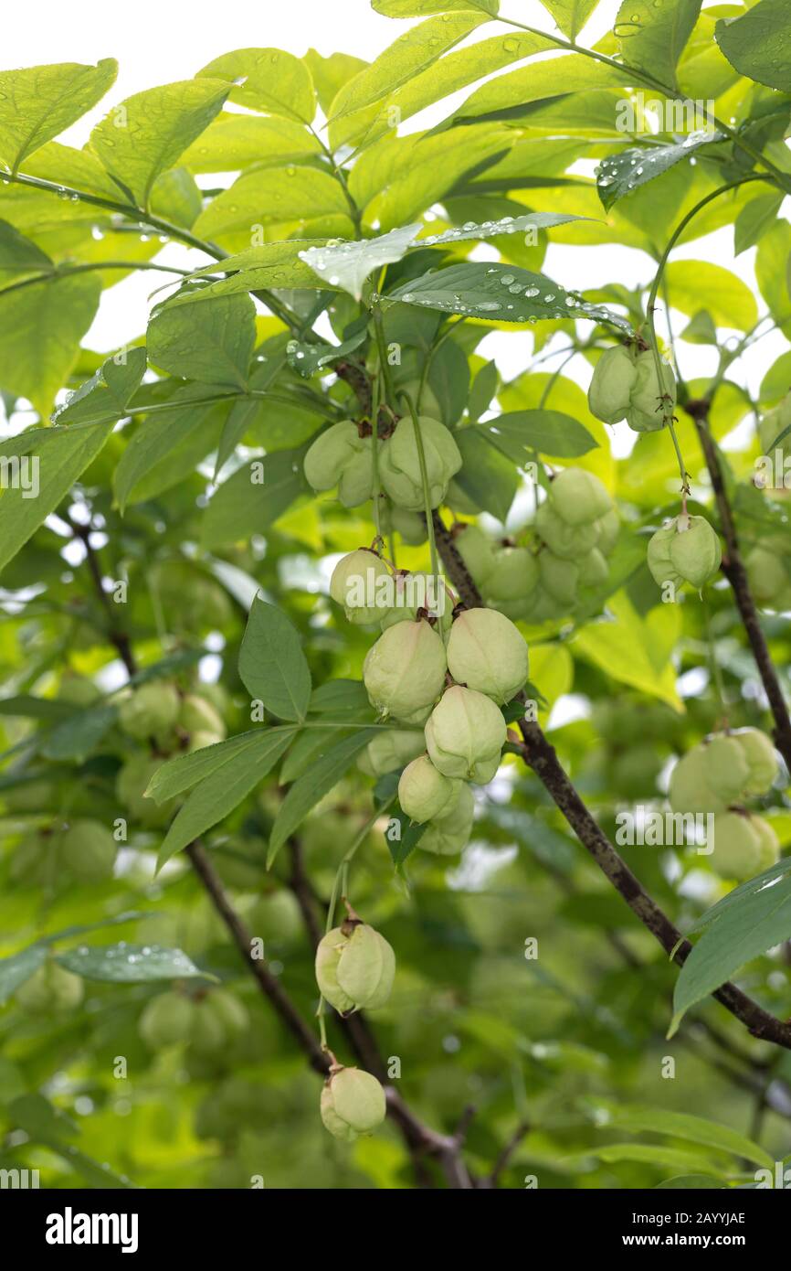 Bladdernut, European Bladdernut (Staphylea pinnata, Staphylaea pinnata ...