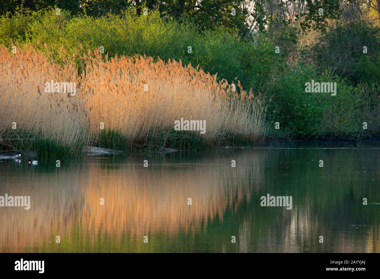 Tielrode hi-res stock photography and images - Alamy