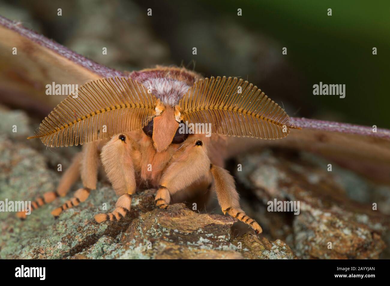 Tasar hi-res stock photography and images - Alamy