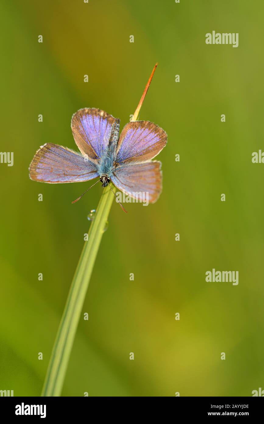 Silver-studded blue (Plebejus argus, Plebeius argus), sits on a leaf ...