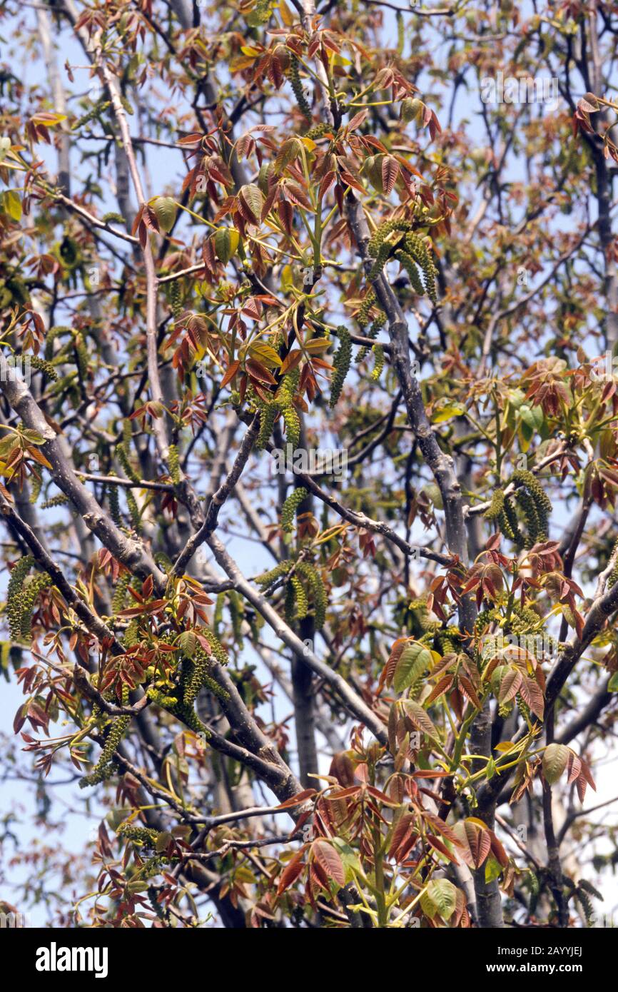 walnut (Juglans regia), male catkins on branches, Germany Stock Photo ...