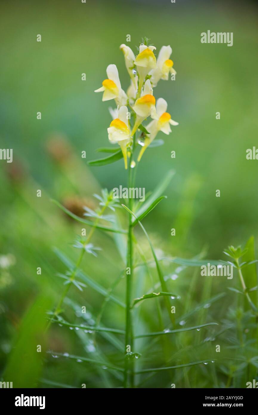 Toadflax hi-res stock photography and images - Alamy
