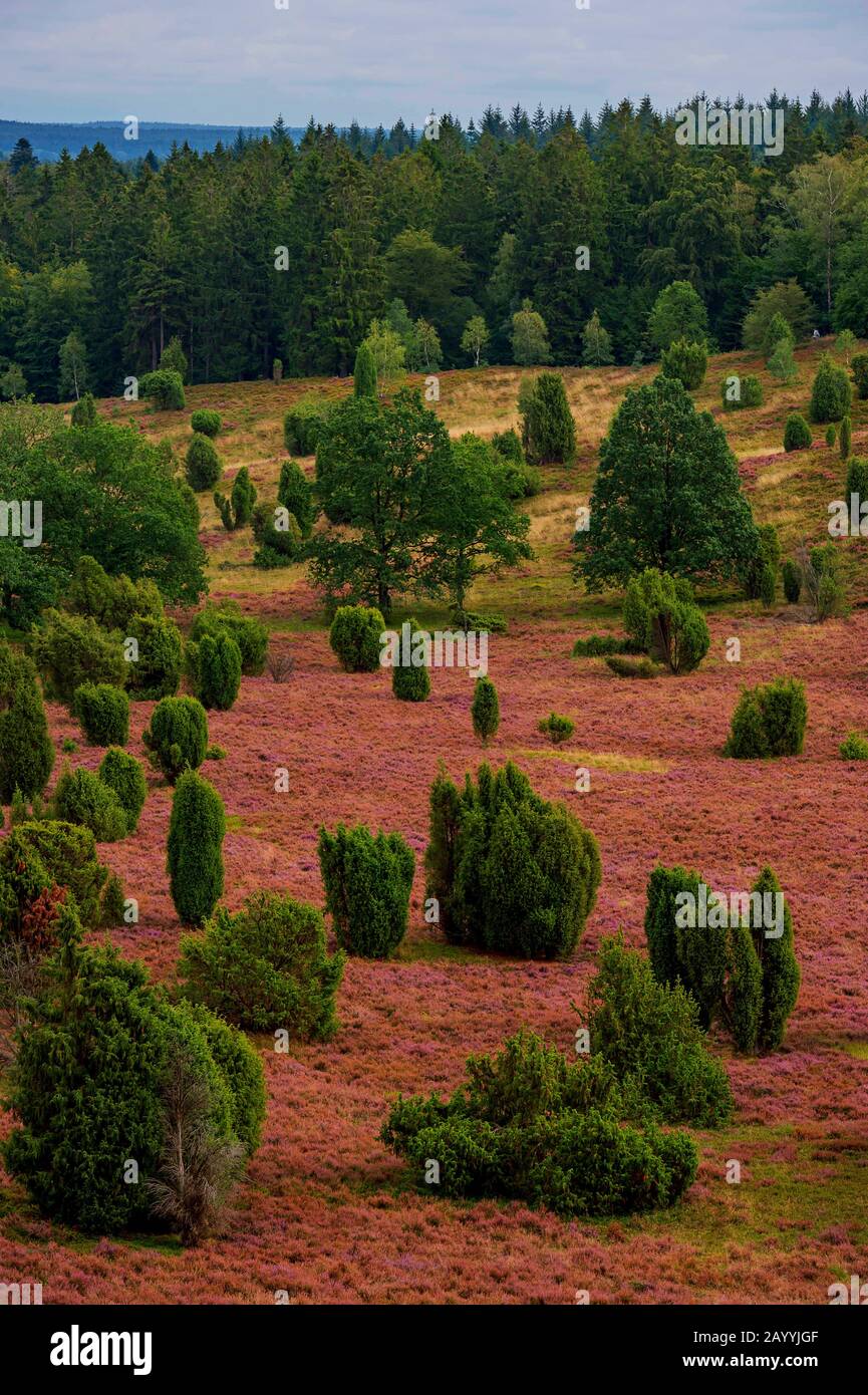 Juniperus communis hi-res stock photography and images - Alamy