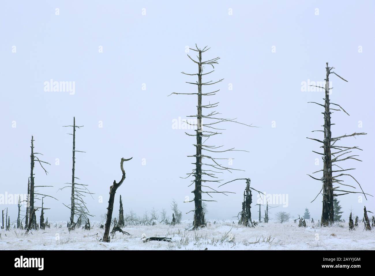 Dead trees snow hi-res stock photography and images - Alamy