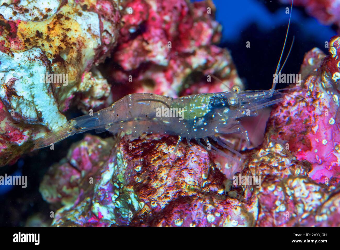 Common Ditch Shrimp, River Shrimp, Atlantic Ditch Shrimp (Palaemon ...