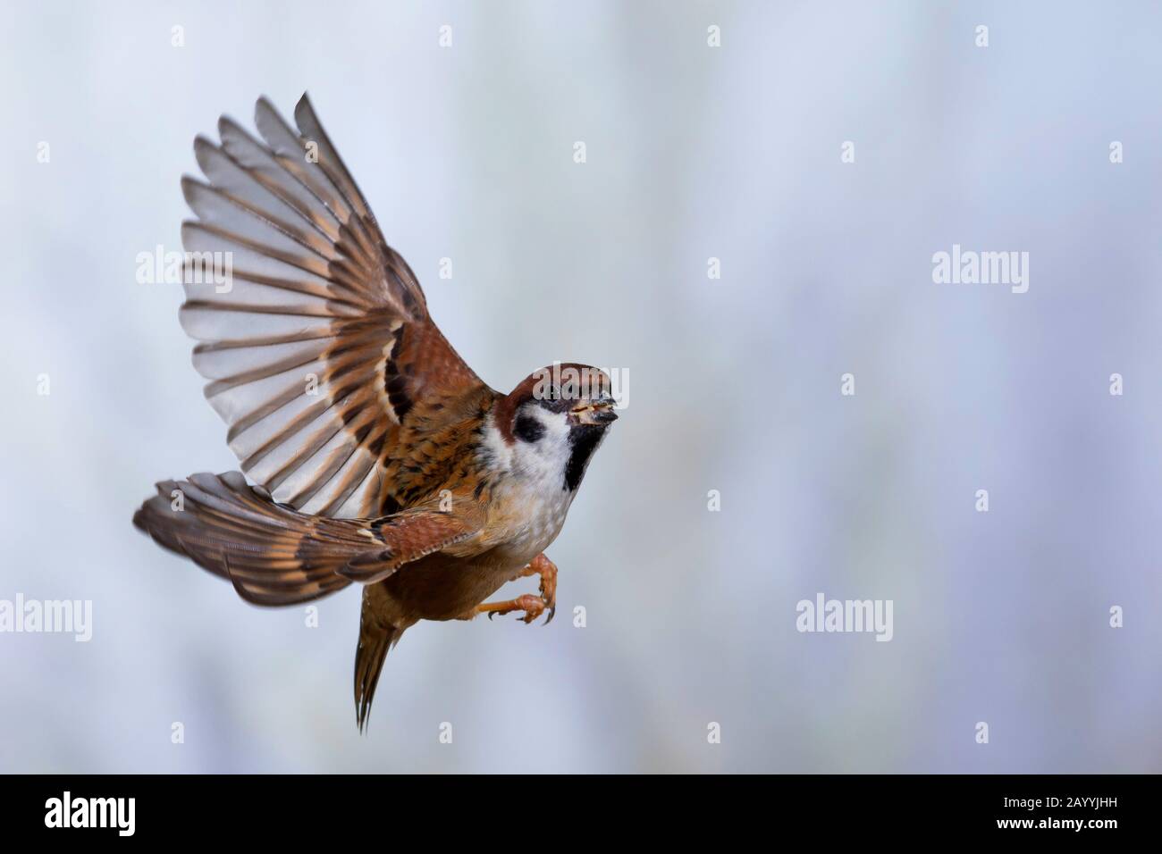 Eurasian tree sparrow (Passer montanus), in flight, Germany Stock Photo ...