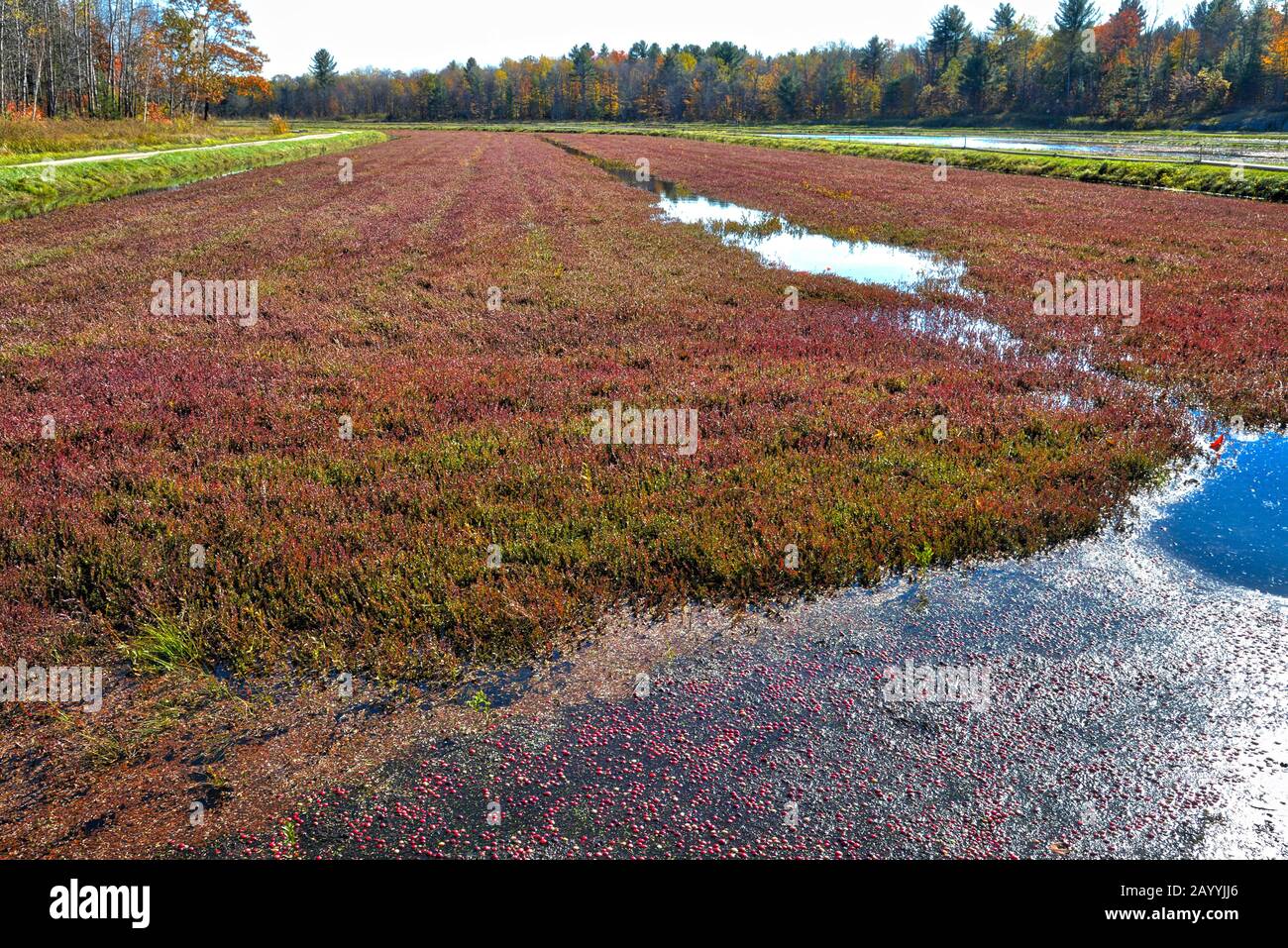cranberry marsh in the fall season Stock Photo - Alamy