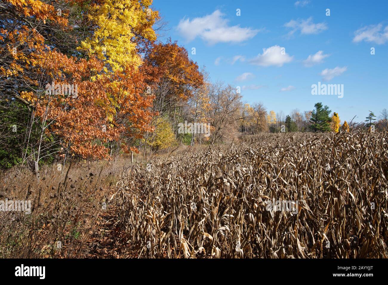 sweet corn for sale Stock Photo - Alamy