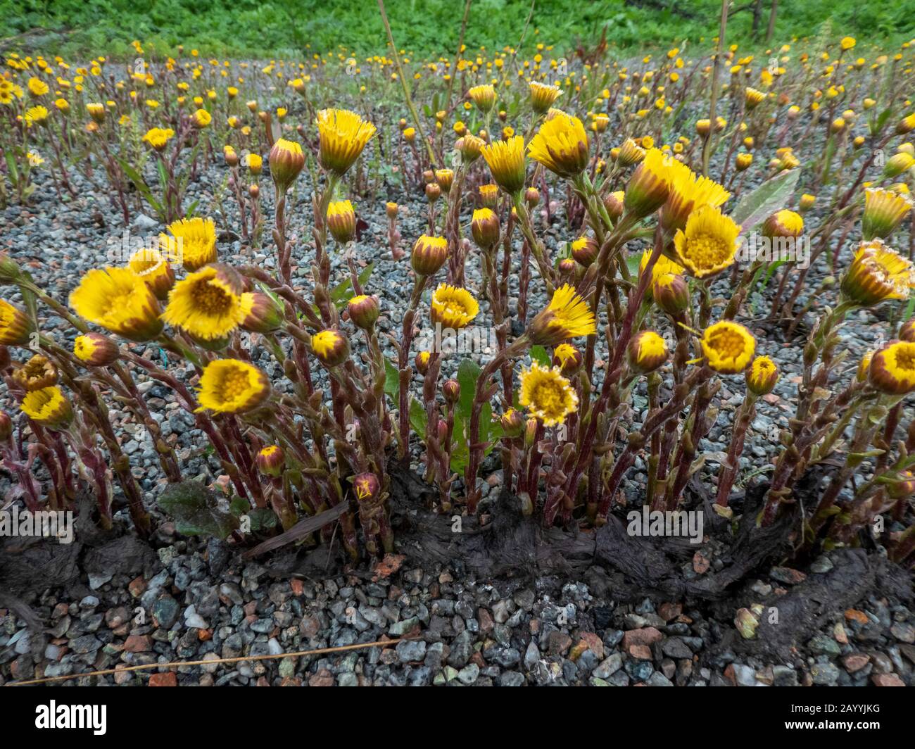 Foot roads hi-res stock photography and images - Alamy
