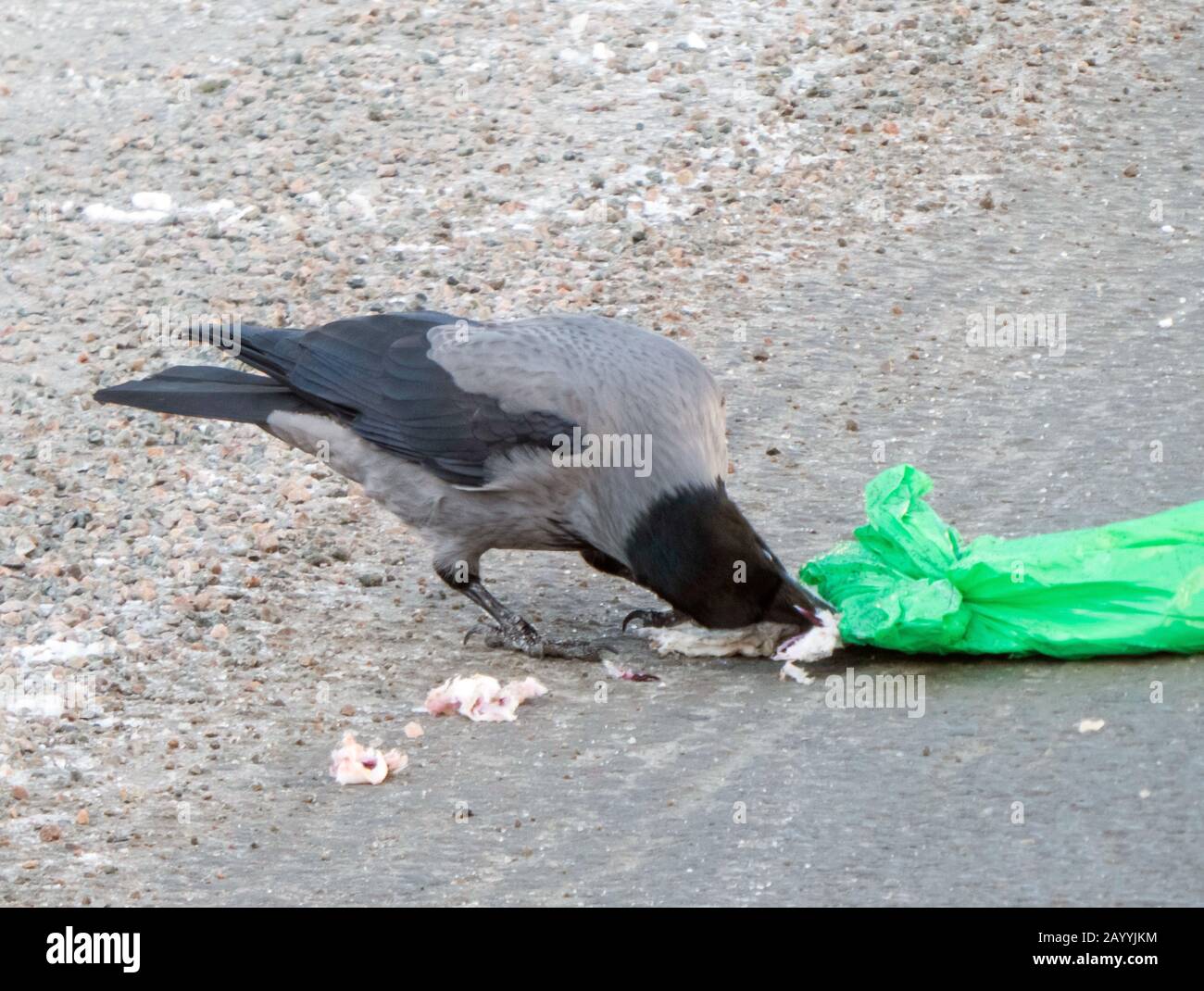 Carrion bag hi-res stock photography and images - Alamy